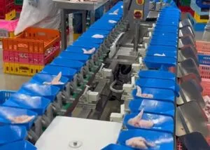 Weight and Optical Sorting Machine | WEIGHT SORTING