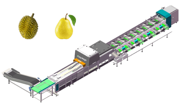Optical Sorting Machine | WEIGHT SORTING
