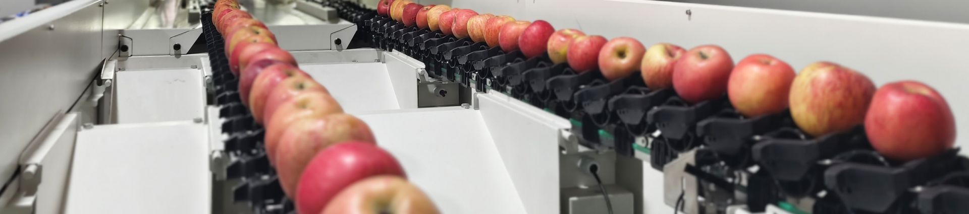 Top 10 Features to Look for in a Vision Sorting Machine Weightsorting
